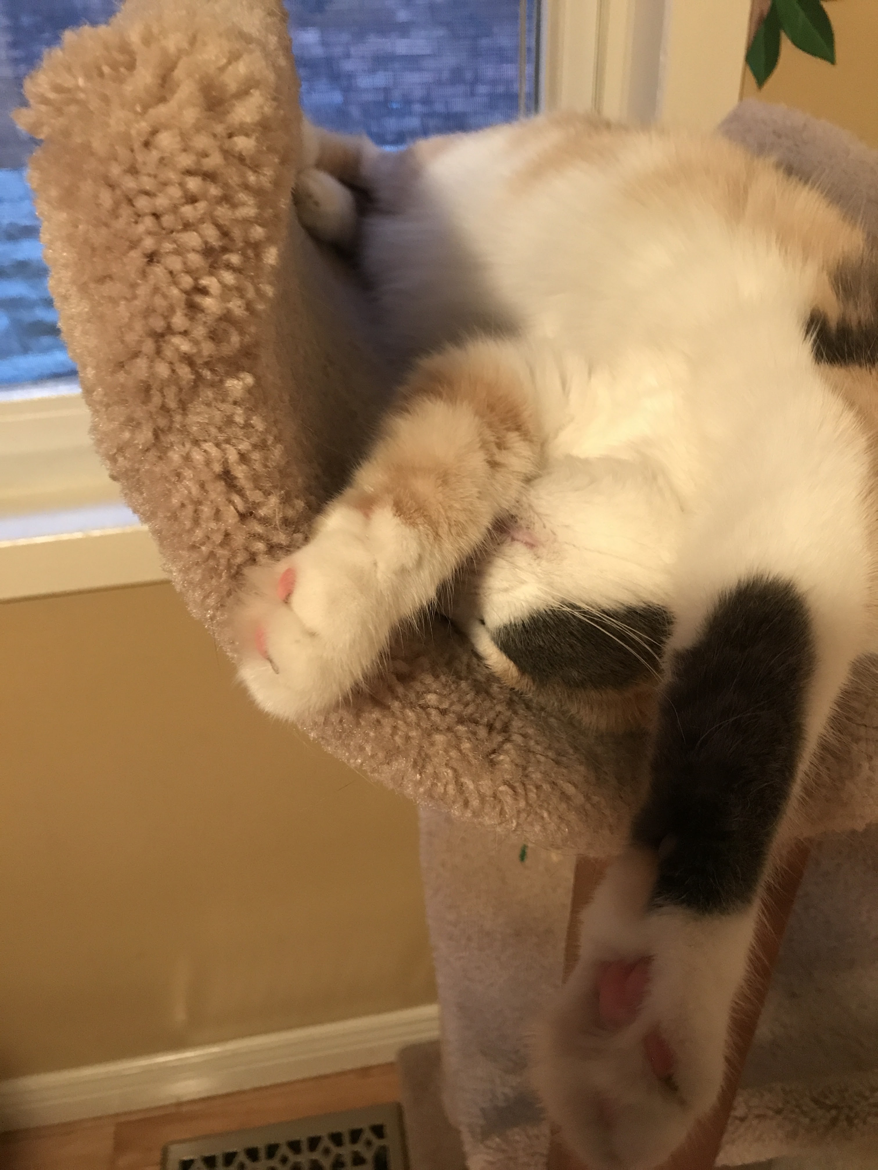 Tippy Cat #SOL19 19/31 – Persistence and Pedagogy